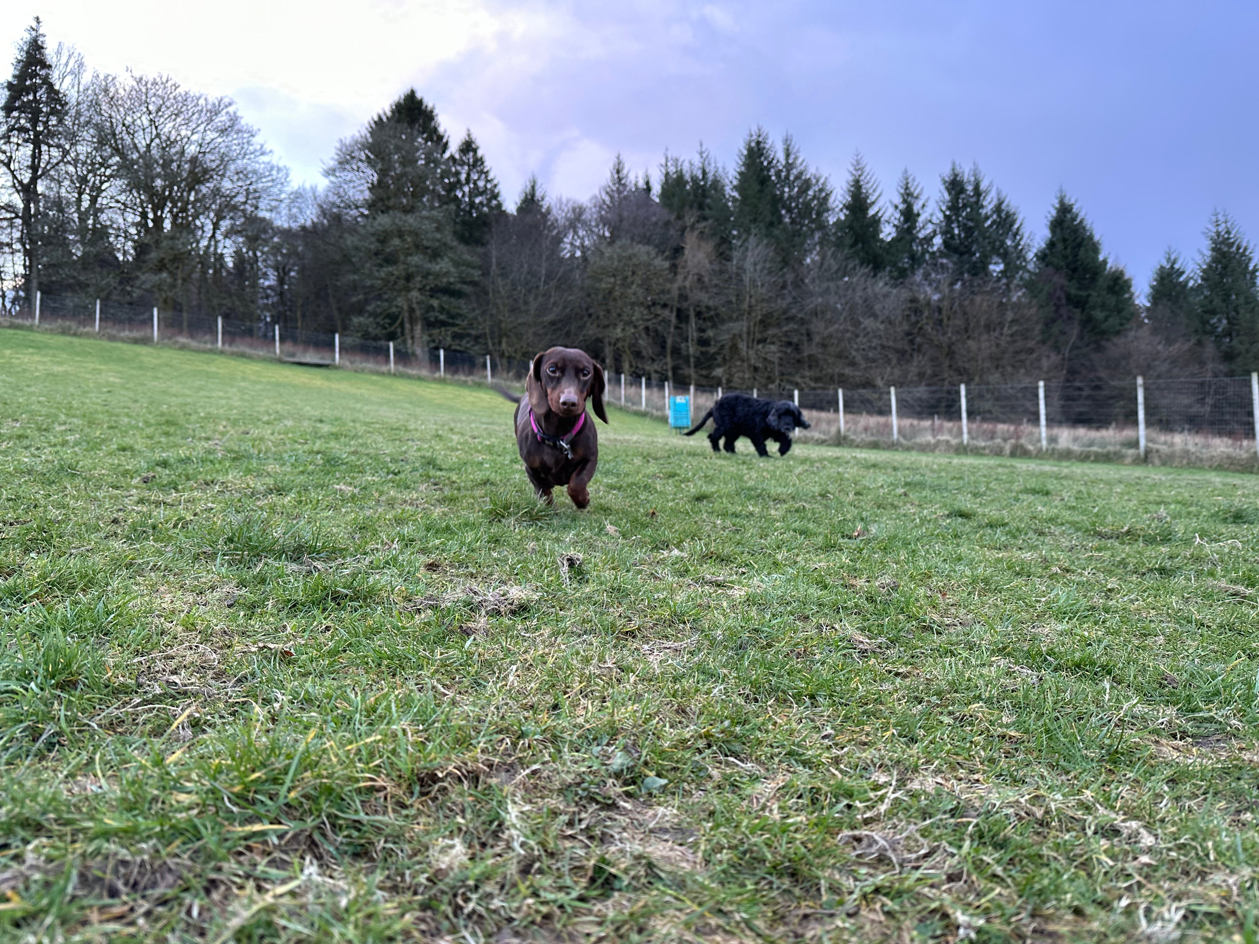 1 Hour Session (Up to 4 Dogs) – The Dog Field Loch Lomond